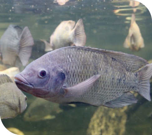 About us – Wattani Aquaculture Association